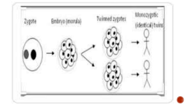 Embryo splitting.pptx | Infertility | Reproductive Health