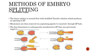 Embryo splitting.pptx