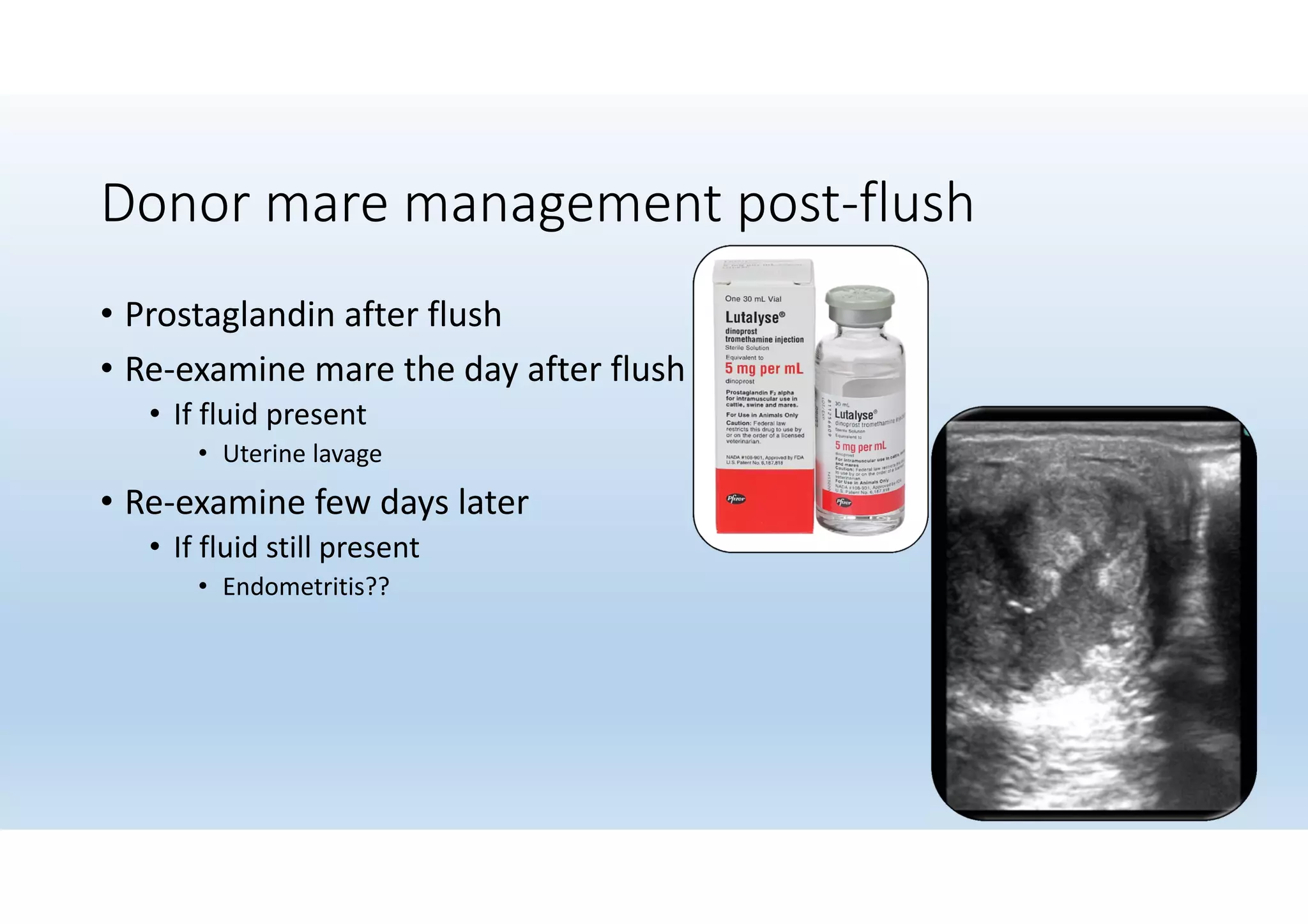 Equine embryo transfer and other techniques Dr Jose Len | PDF ...