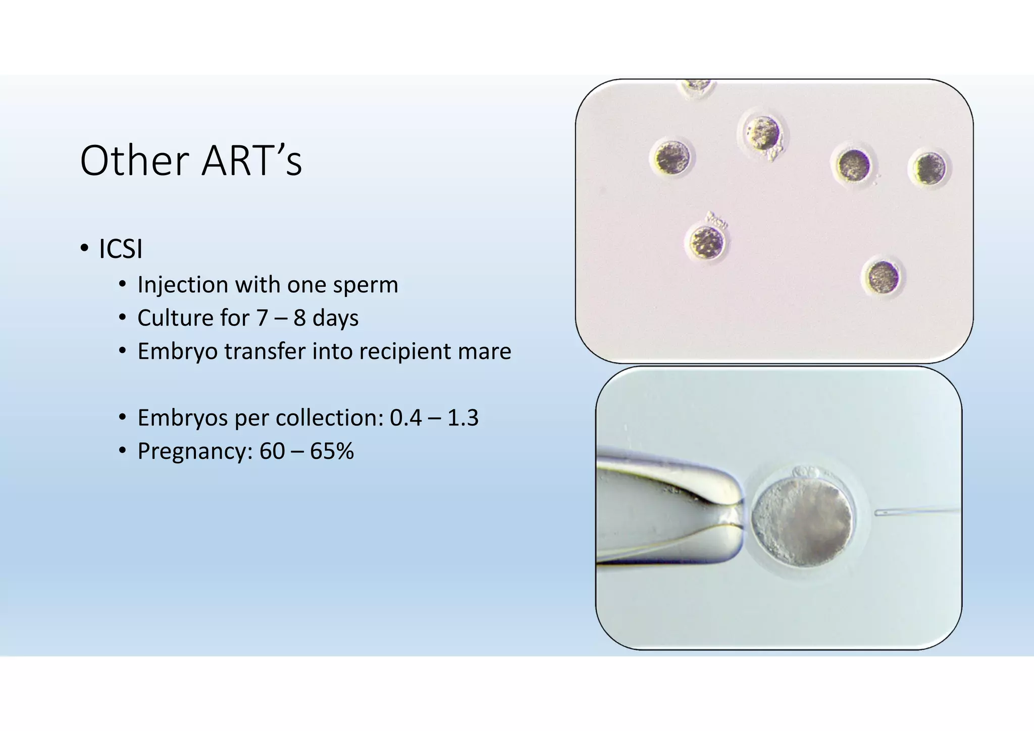 Equine embryo transfer and other techniques Dr Jose Len | PDF ...