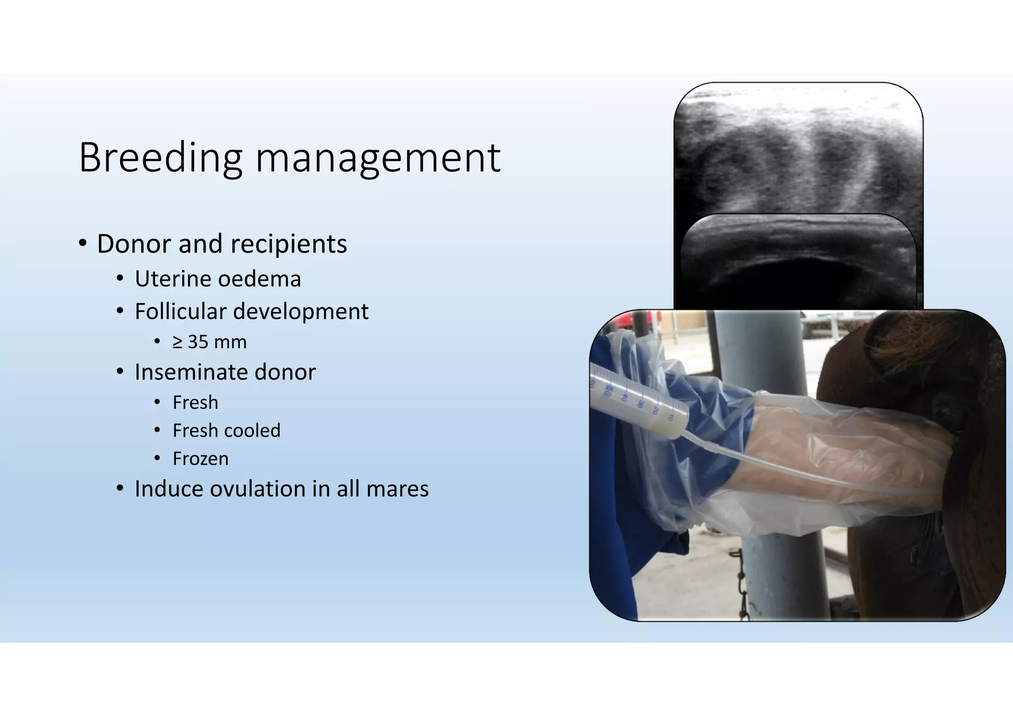 Equine embryo transfer and other techniques Dr Jose Len | PDF ...