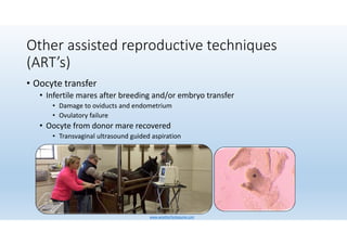 Equine embryo transfer and other techniques Dr Jose Len | PDF