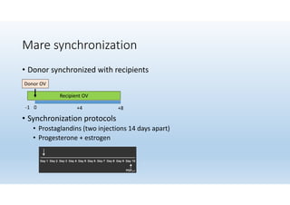 Equine embryo transfer and other techniques Dr Jose Len | PDF ...