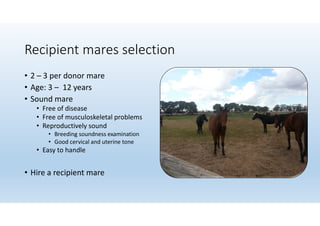 Horse Embryo Transfer