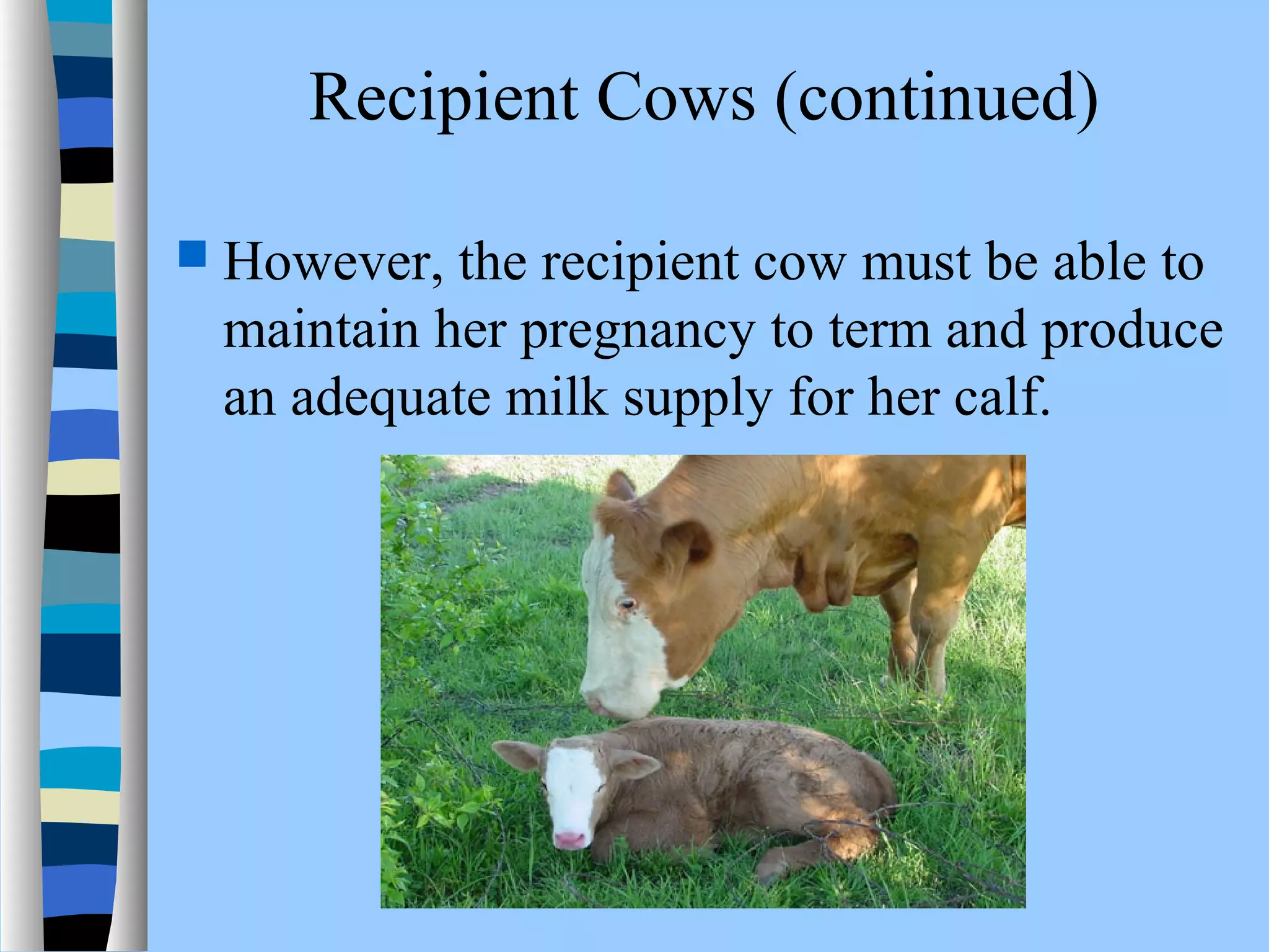 Embryo transfer in_cattle | PPT