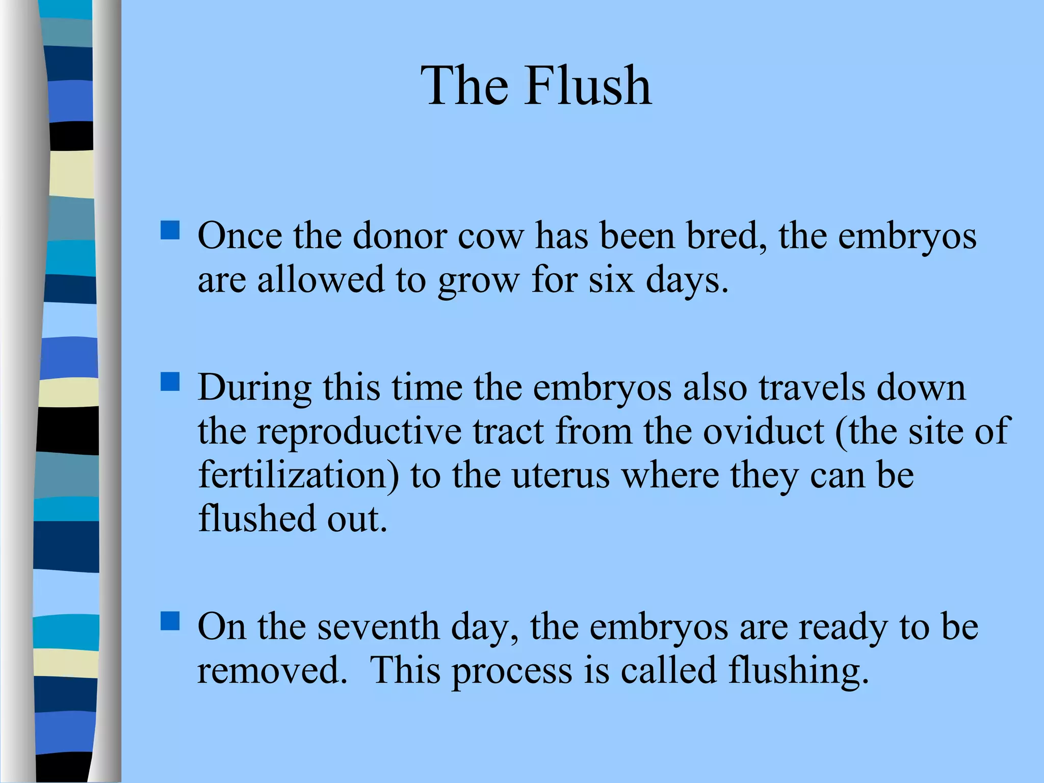 Embryo transfer in_cattle | PPT