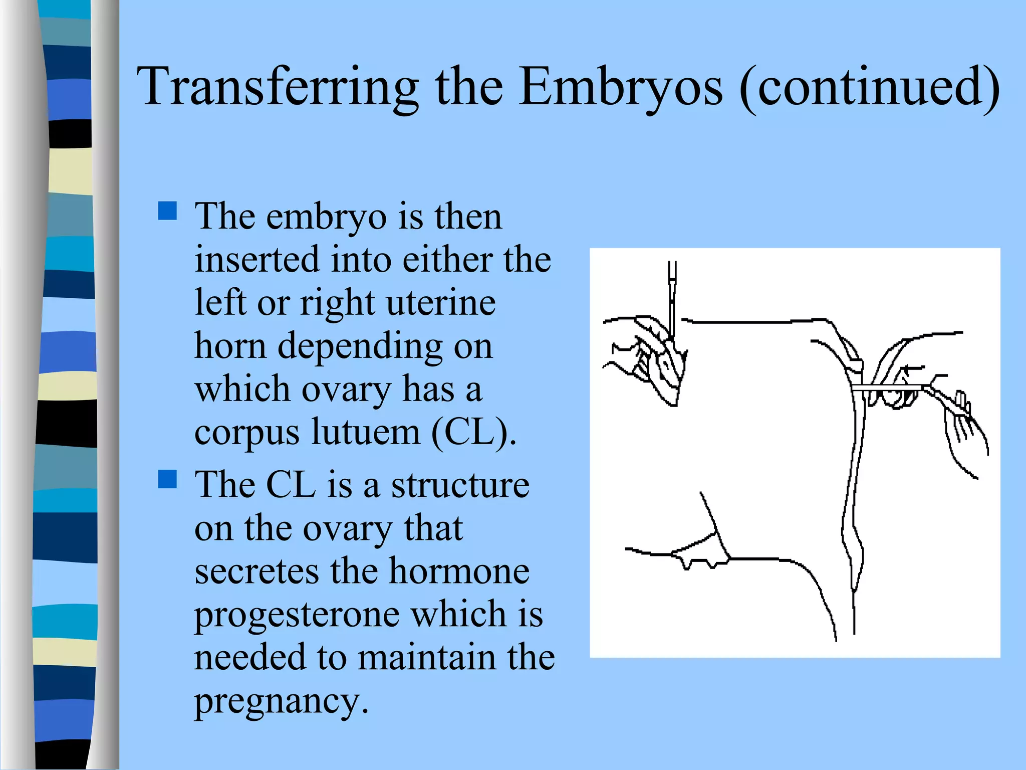Embryo transfer in_cattle | PPT