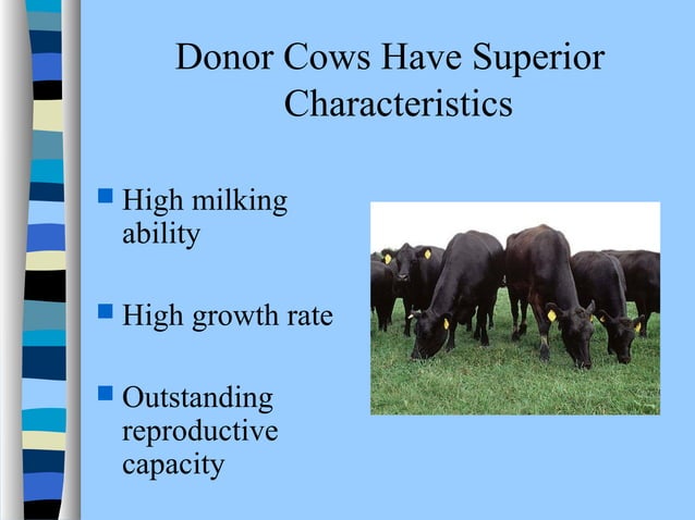 Embryo transfer in_cattle | PPT