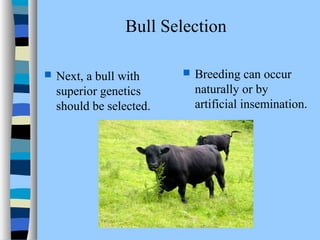 Embryo transfer in_cattle | PPT