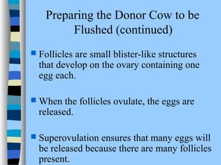 Embryo transfer in_cattle | PPT