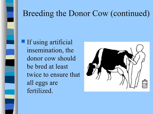 Embryo transfer in_cattle | PPT