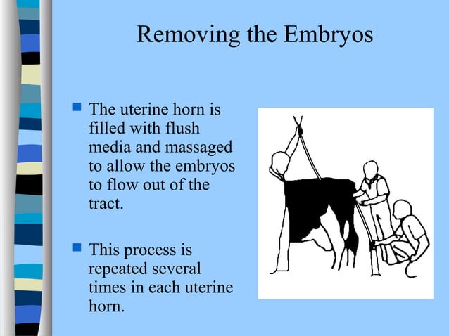 Embryo transfer in_cattle | PPT