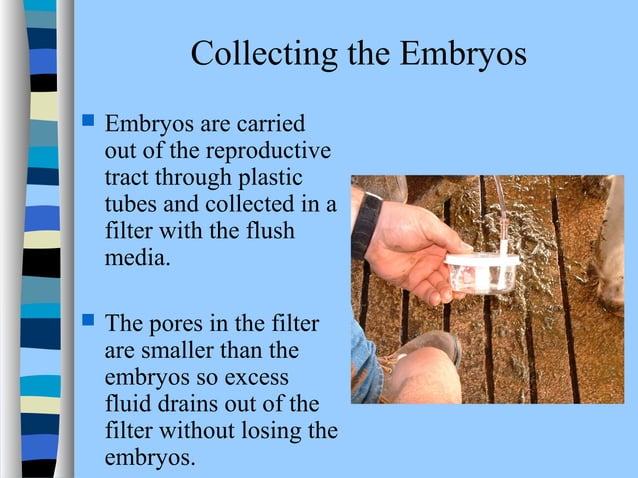 Embryo transfer in_cattle | PPT