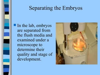 Embryo transfer in_cattle | PPT