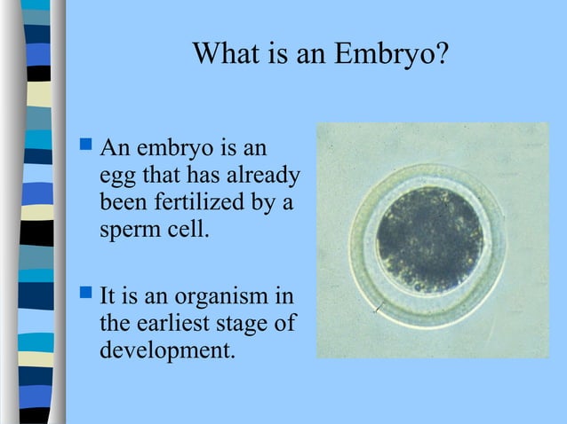 Embryo transfer in_cattle | PPT