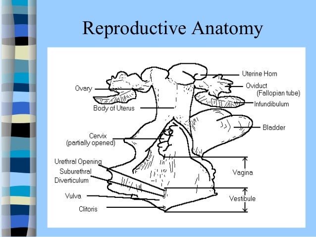Embryo Transfer Incattle