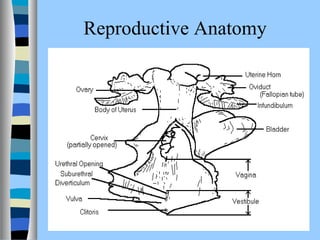Embryotransferincattle | PPT