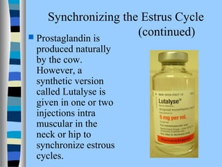 複製 Embryotransferincattle (1) | PPT