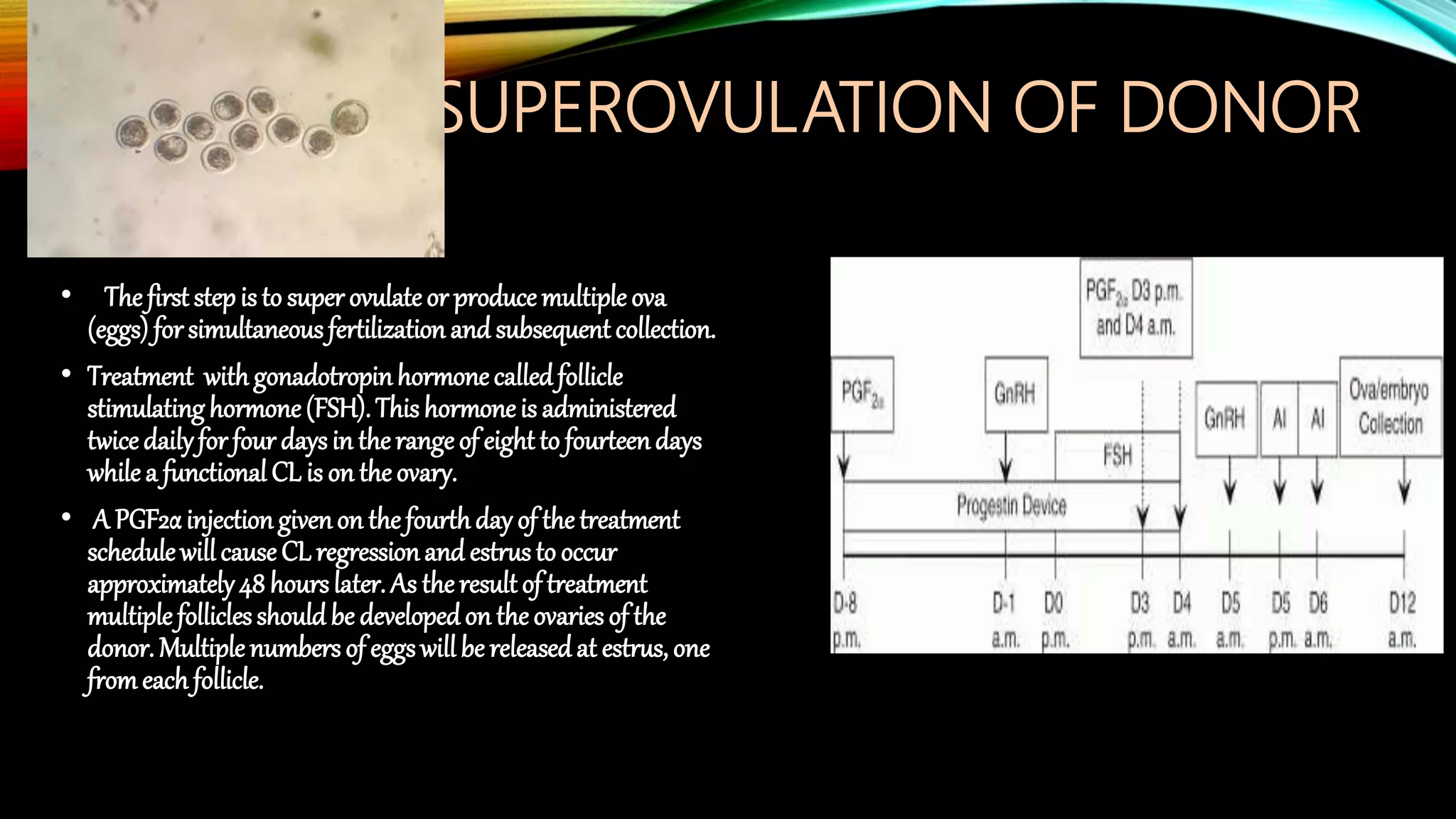 Embryo transfer in cattle and its applications | PPTX