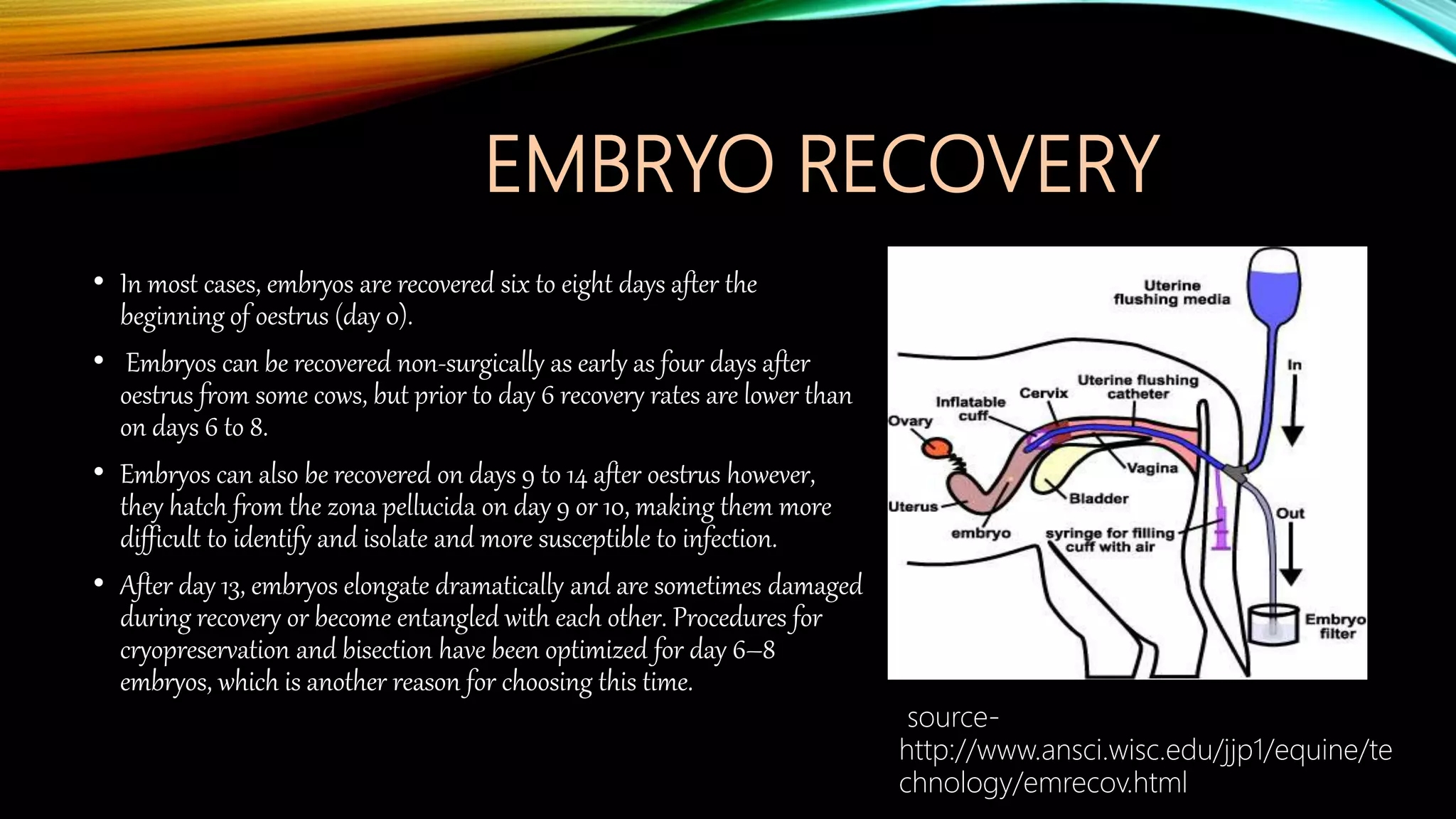 Embryo transfer in cattle and its applications | PPTX