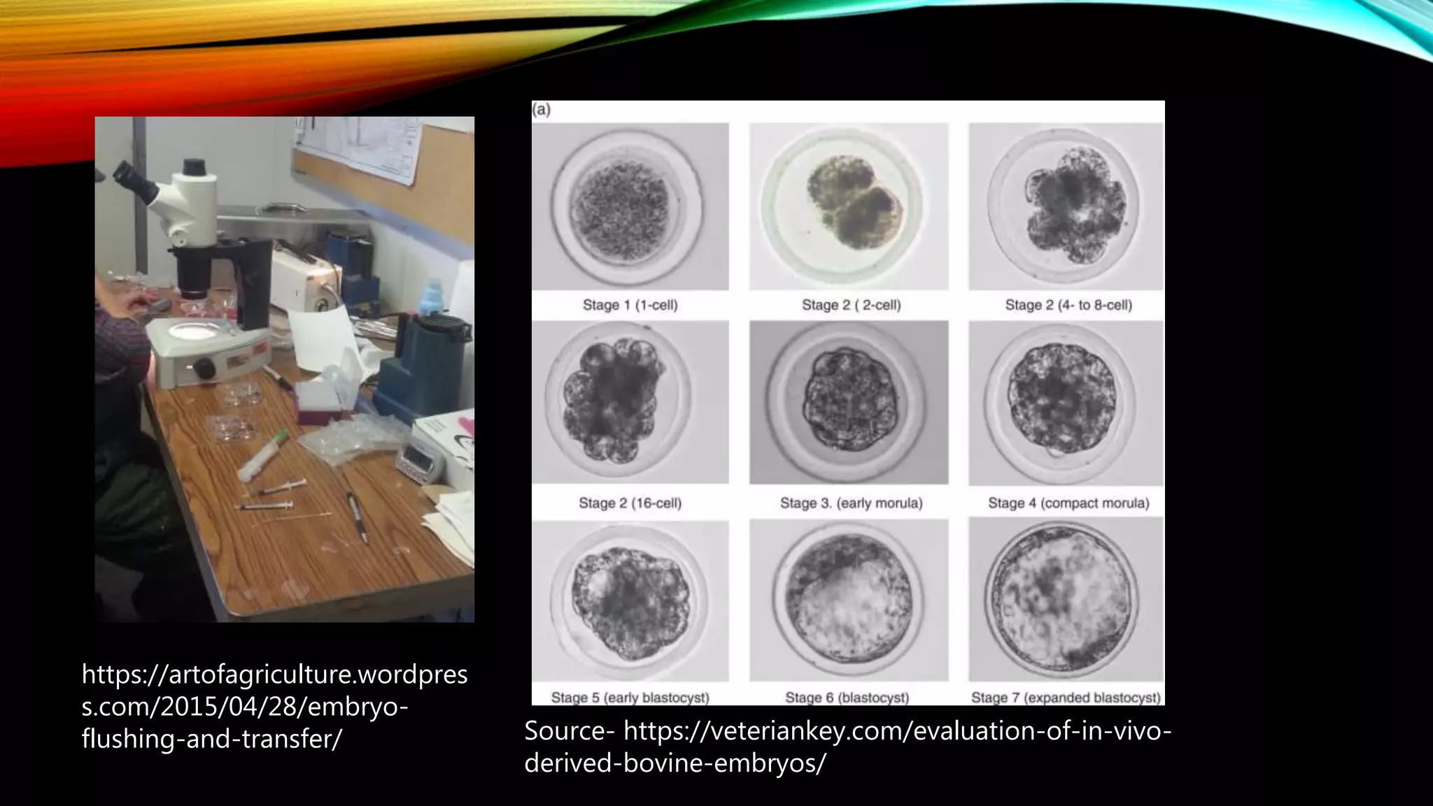 Embryo transfer in cattle and its applications | PPTX