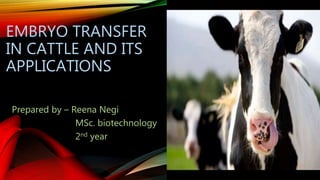 Embryo transfer in cattle and its applications | PPTX