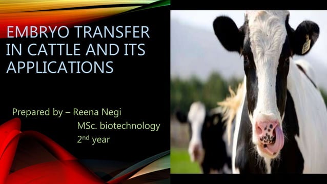 Embryo transfer in cattle and its applications | PPTX | Infertility ...