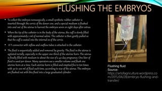 Embryo transfer in cattle and its applications | PPTX