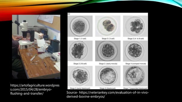 Embryo transfer in cattle and its applications | PPTX | Infertility ...