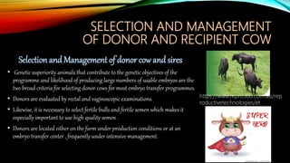 Embryo transfer in cattle and its applications | PPTX