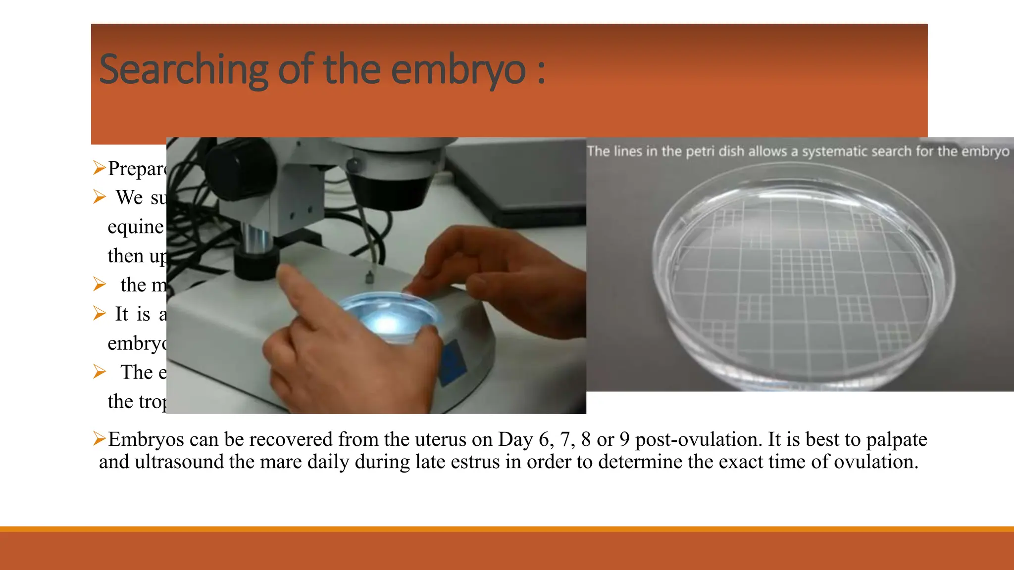 Embryo transfer techniques & difficulties at mare.pptx