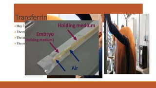 Embryo transfer techniques & difficulties at mare.pptx