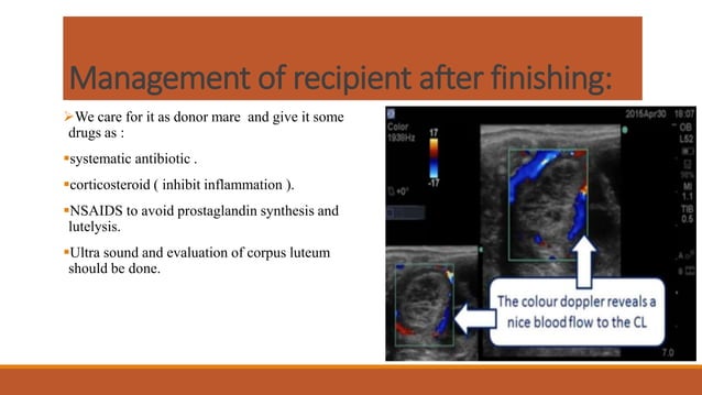 Embryo transfer techniques & difficulties at mare.pptx