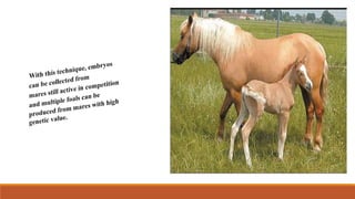 Embryo transfer techniques & difficulties at mare.pptx
