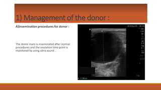 Embryo transfer techniques & difficulties at mare.pptx