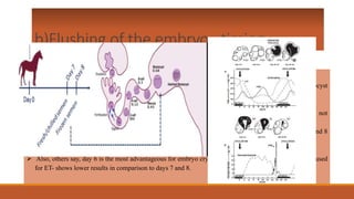 Embryo transfer techniques & difficulties at mare.pptx