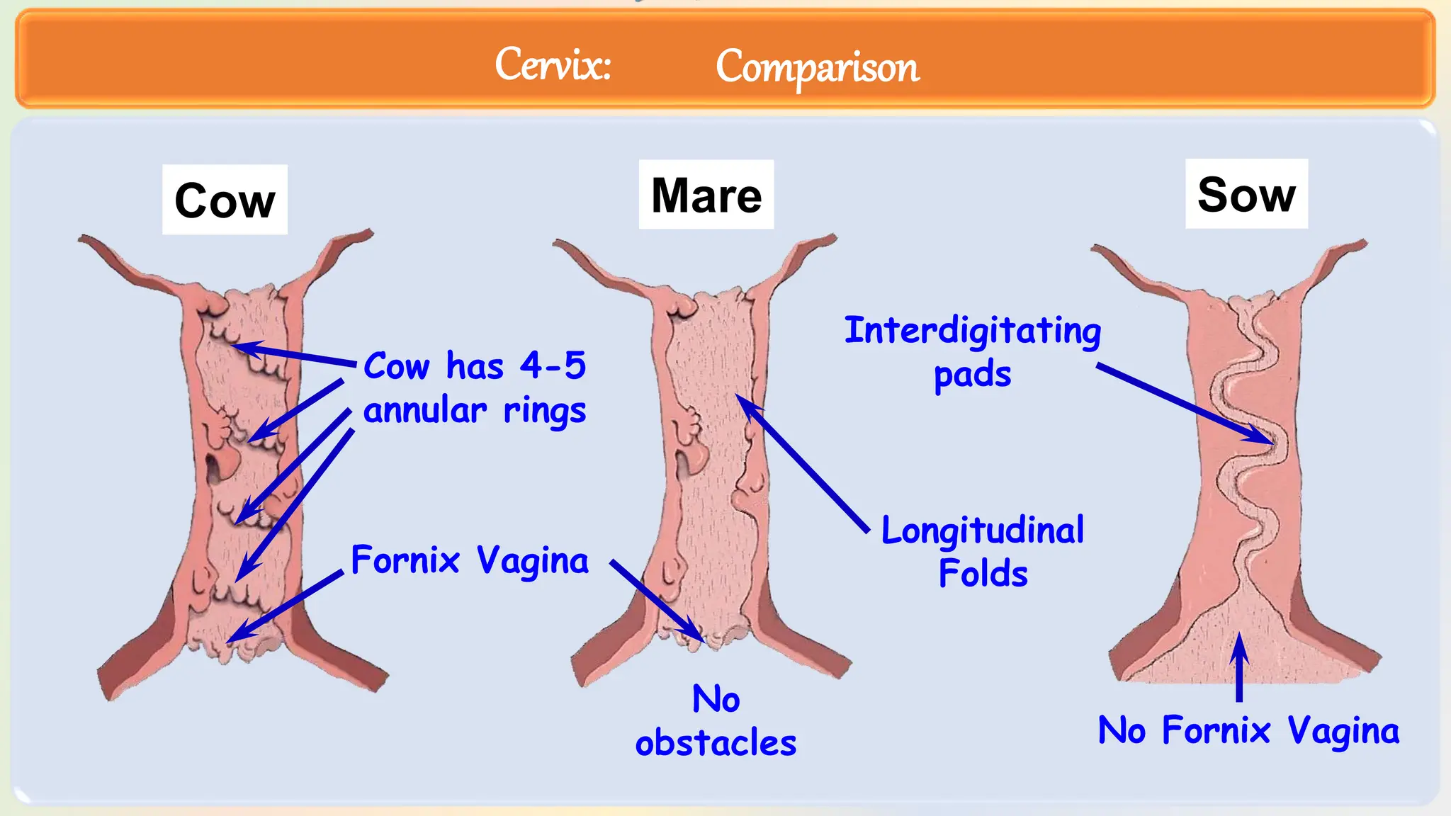 Embryo Transfer Technology LECTURES.pptx