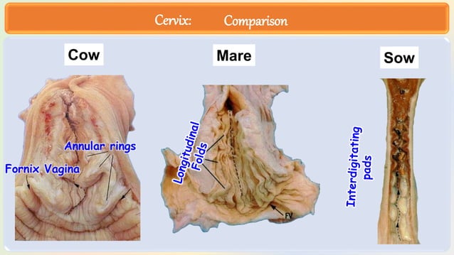 Embryo Transfer Technology LECTURES.pptx