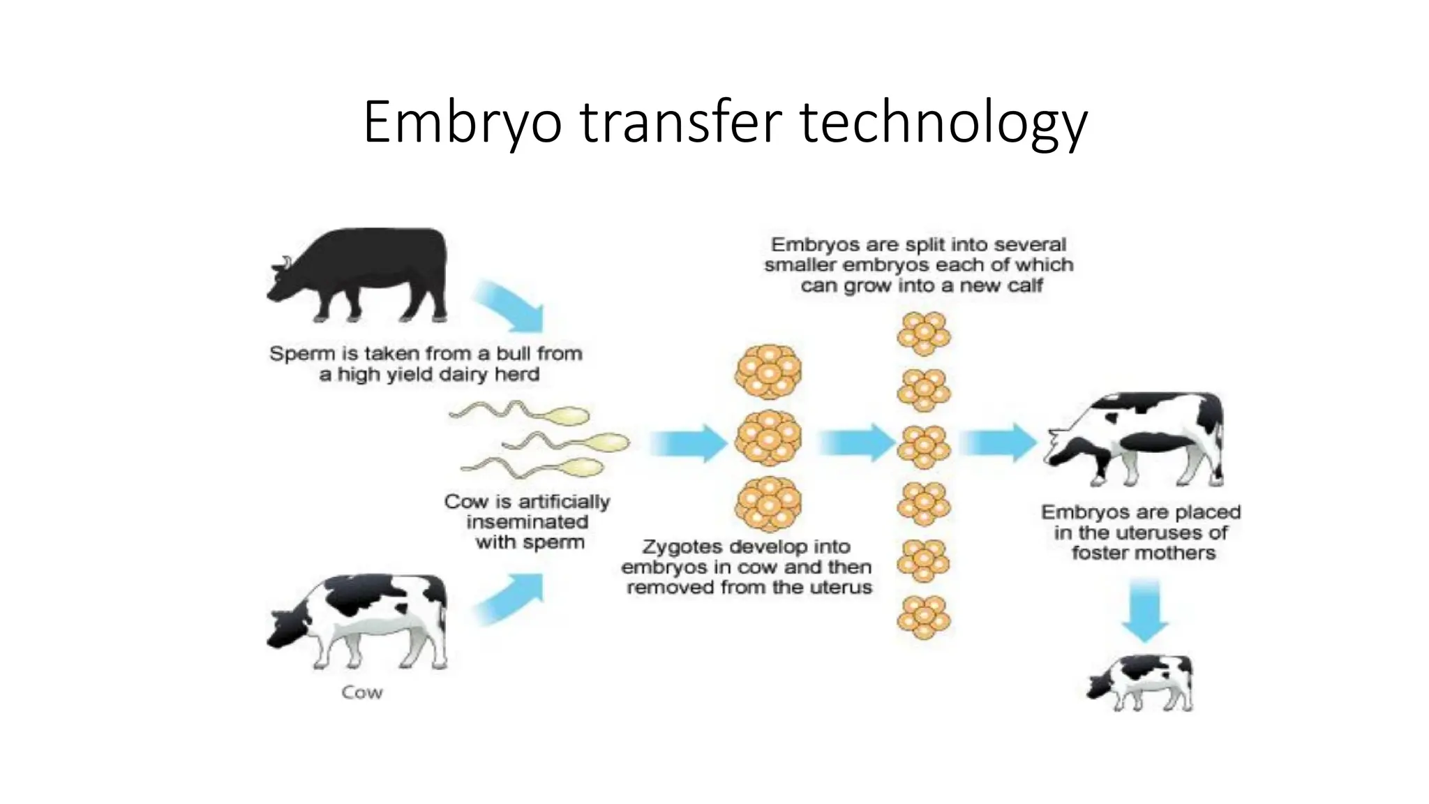 EMBRYO TRANSFER TECHNOLOGY, Its types and procedure. | PPTX