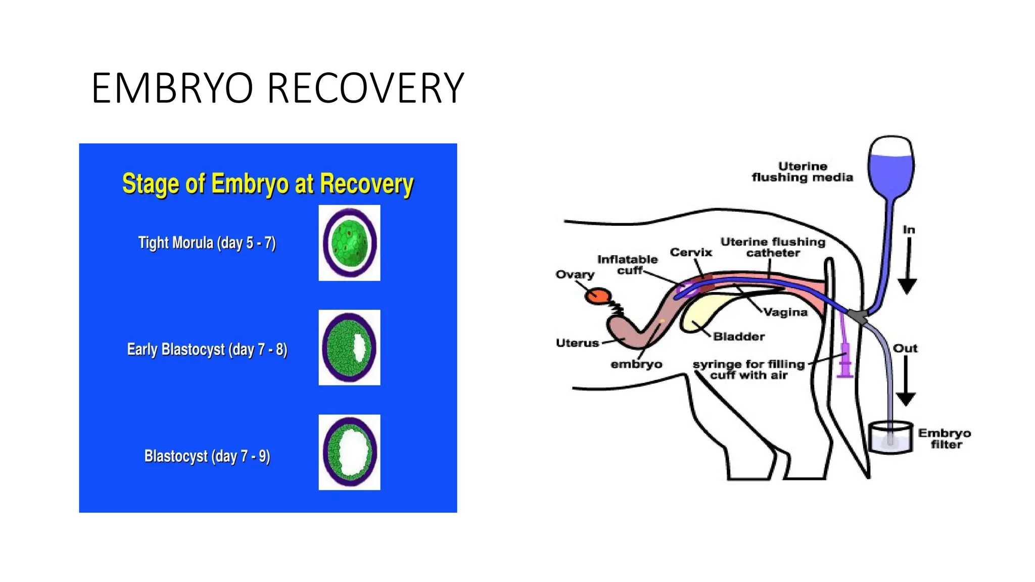 EMBRYO TRANSFER TECHNOLOGY, Its types and procedure. | PPTX