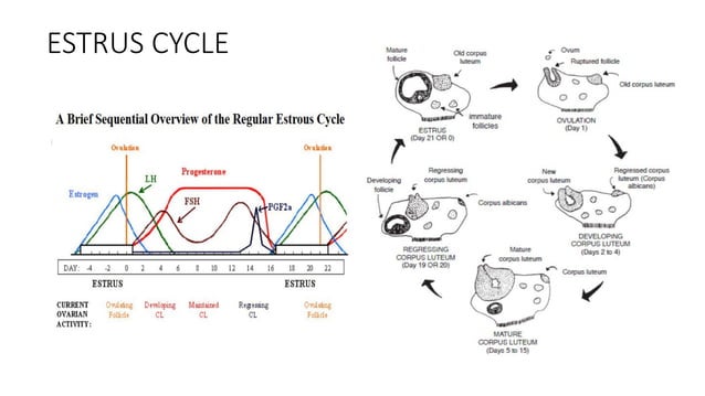 EMBRYO TRANSFER TECHNOLOGY, Its types and procedure. | PPTX
