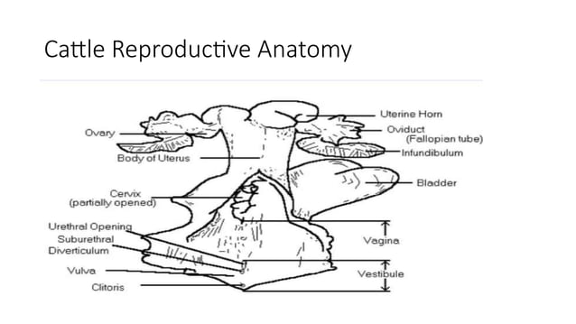 EMBRYO TRANSFER TECHNOLOGY, Its types and procedure. | PPTX