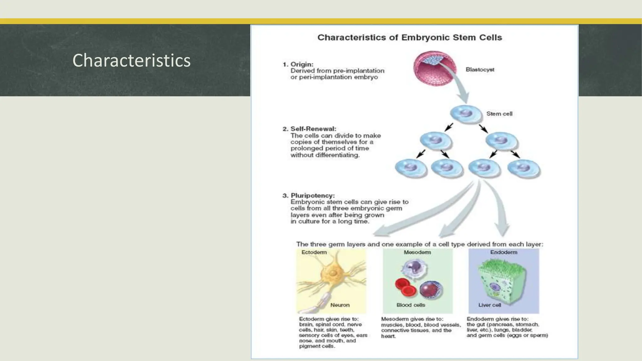 Embyonal Stem Cells - Properties and Classification | PPTX