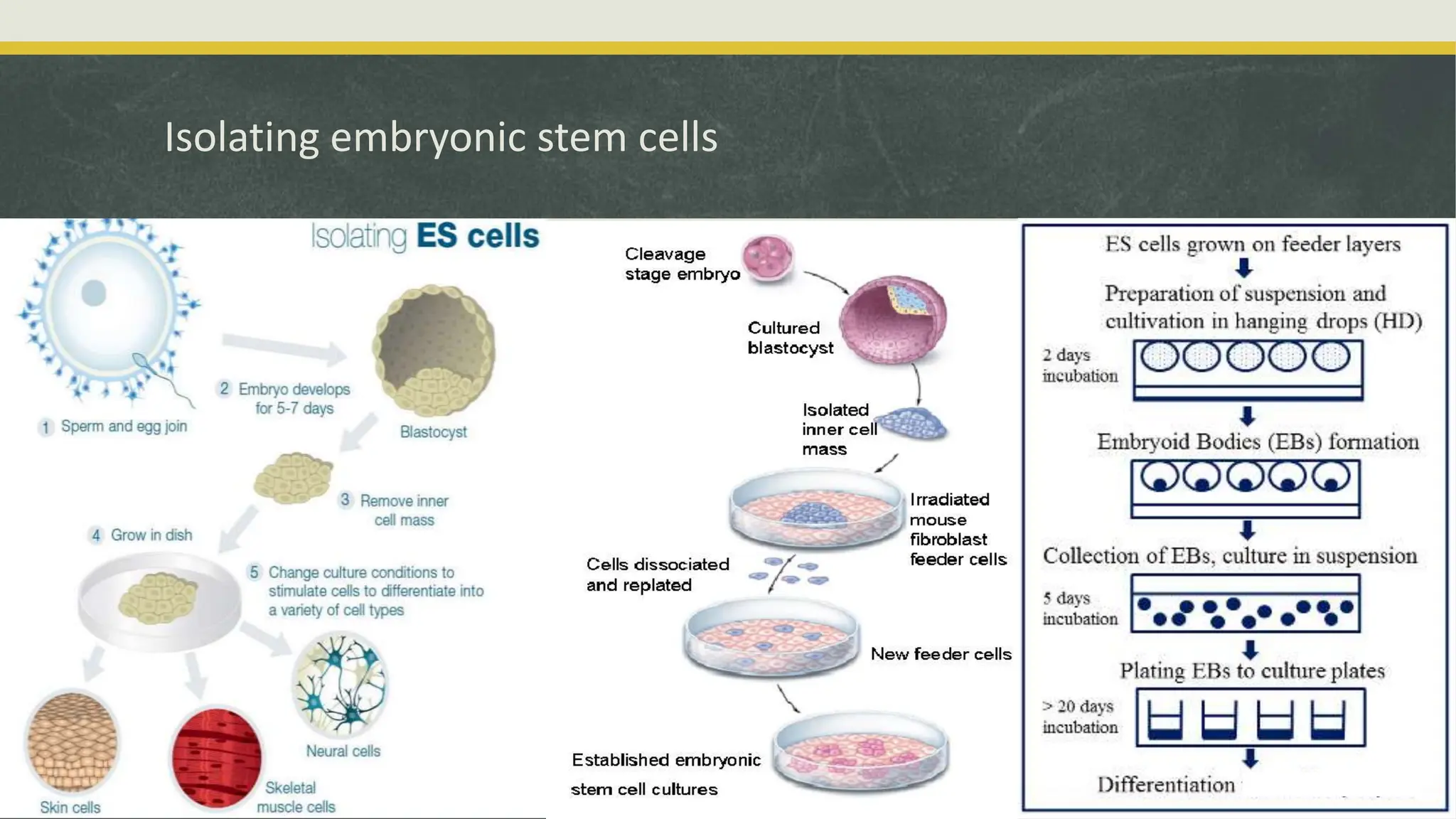 Embyonal Stem Cells - Properties and Classification | PPTX