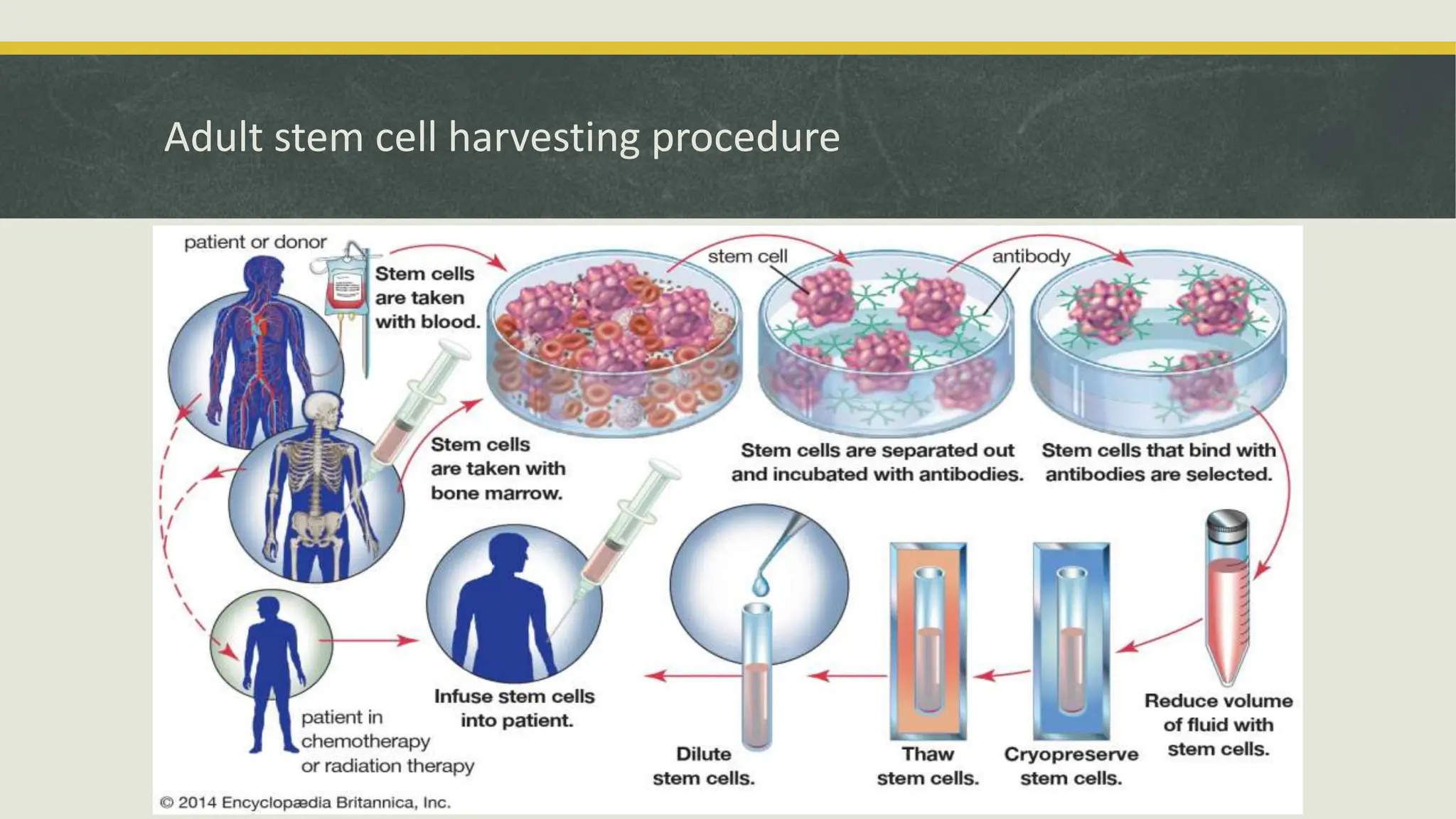 Embyonal Stem Cells - Properties and Classification | PPTX