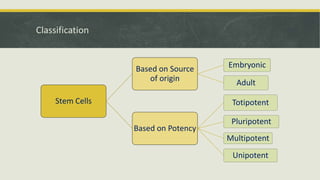Embyonal Stem Cells - Properties and Classification | PPTX