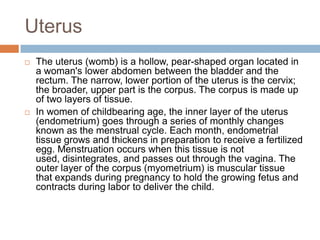 Chapter 10 Presentation - Veronica Martinez | PPTX | Pregnancy ...