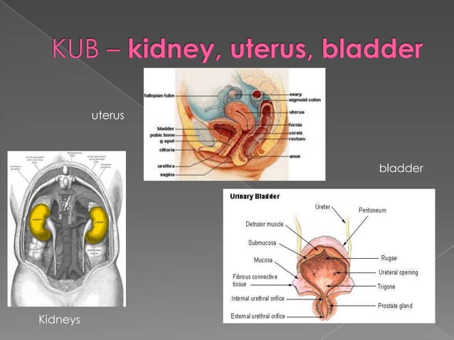 Chapter 9 Presentation -Veronica Martinez | PPTX | Reproductive Health | Diseases and Conditions