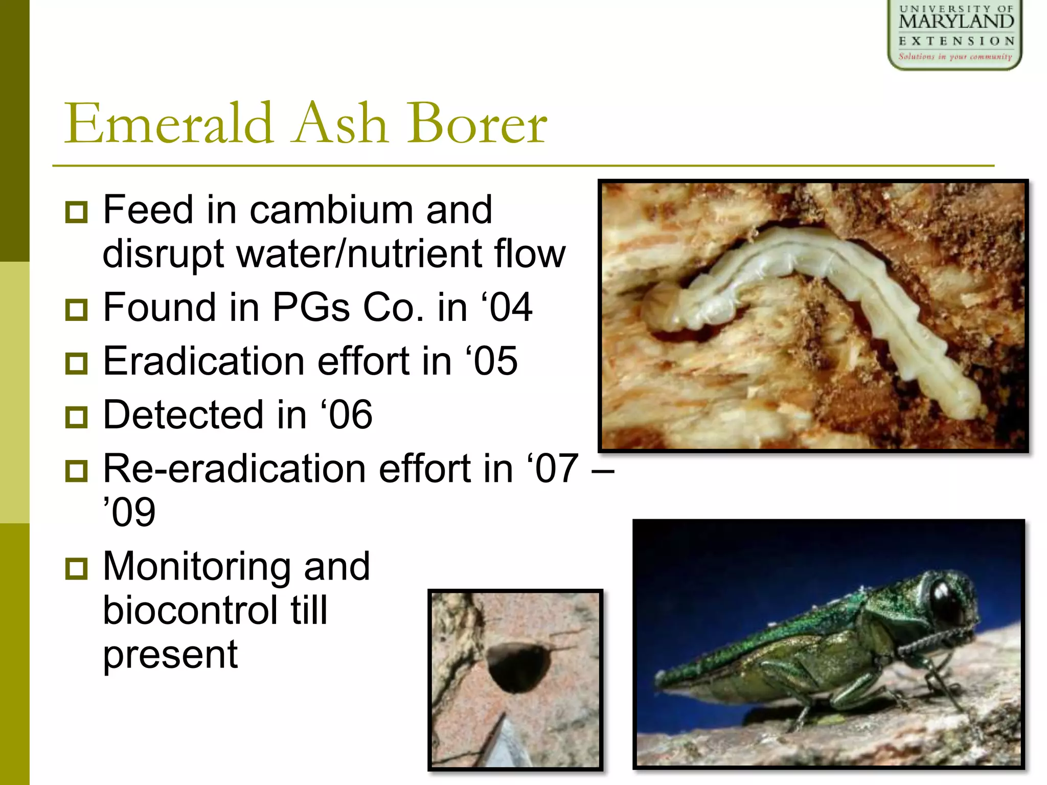 Emerald Ash Borer | PPT