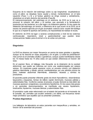 Emergencias en veterinaria | DOCX